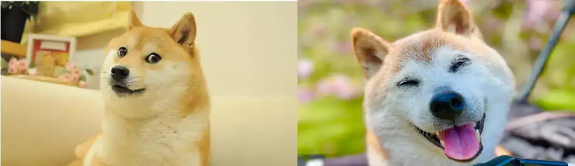 "Doge-Meme" Hero Kabosu passes away, aged 18